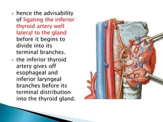Thyroid gland surgical anatomy | PPTX