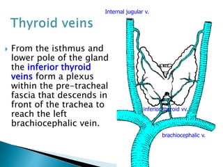 Thyroid gland surgical anatomy | PPTX