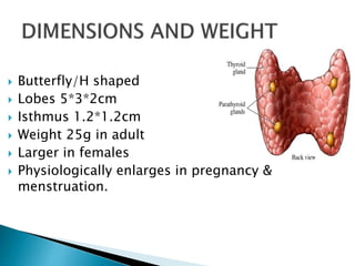 Thyroid gland surgical anatomy | PPTX