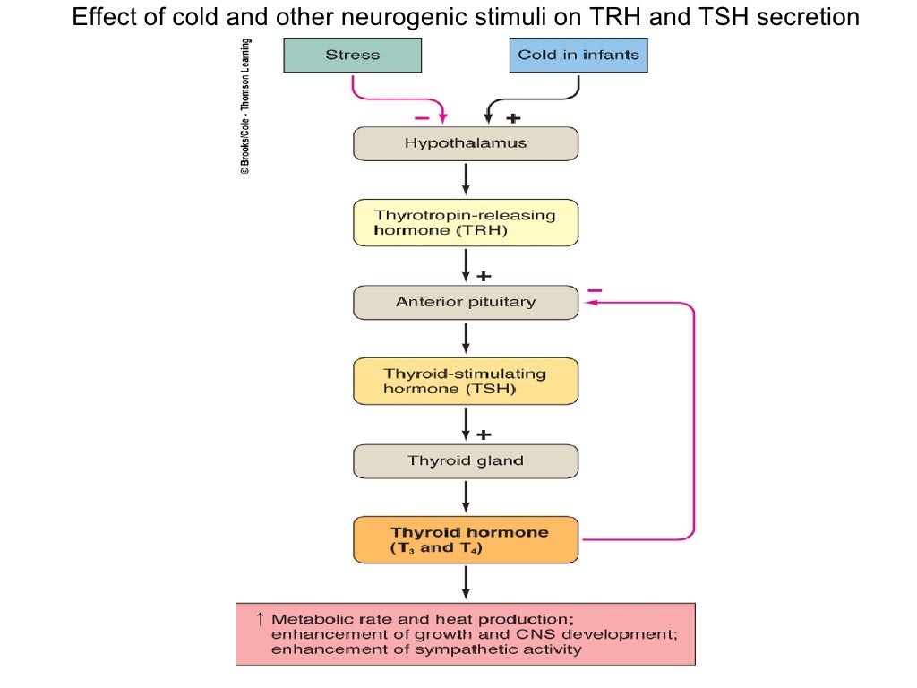 Thyroid hormone