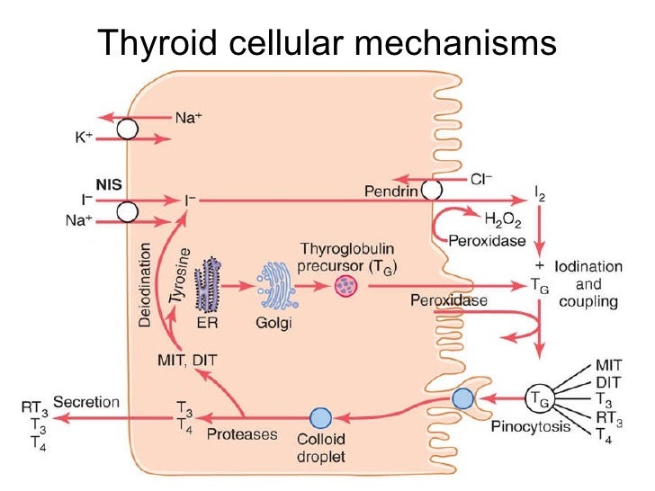 Thyroid hormone
