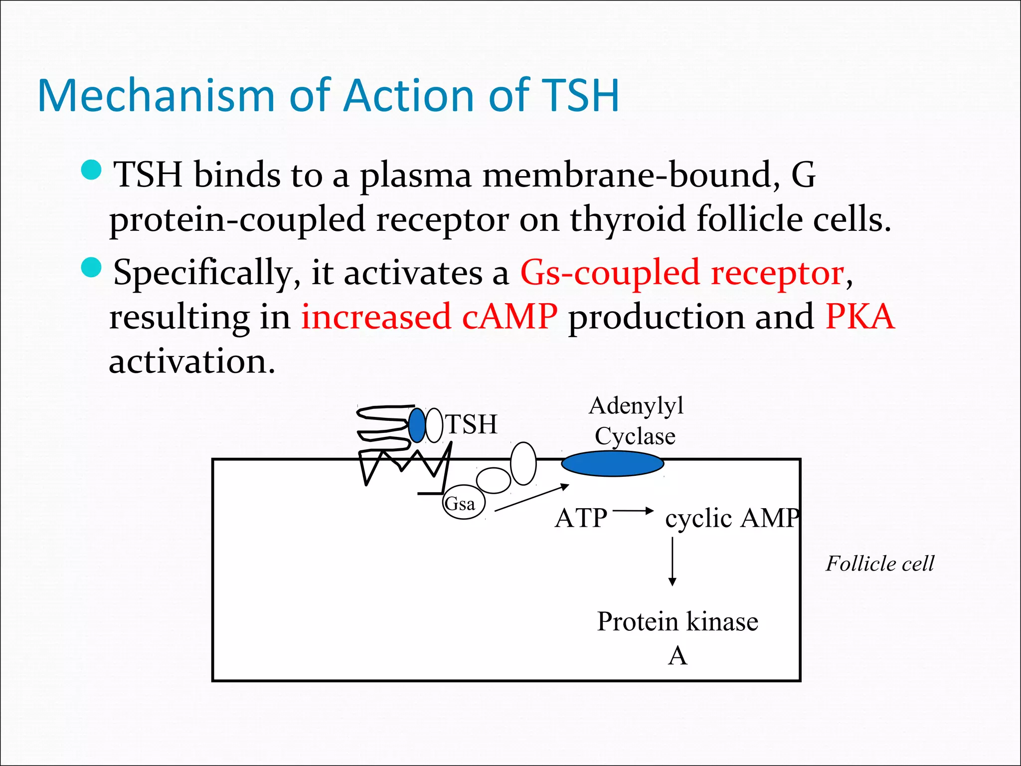 Thyroidhormone 140609084017-phpapp01 | PPT