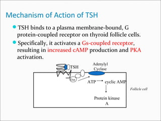 Thyroidhormone 140609084017-phpapp01 | PPT | Thyroid Disorders ...