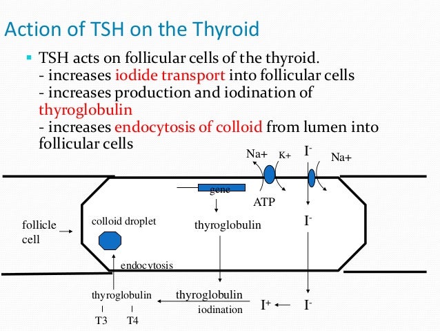 Thyroid hormone