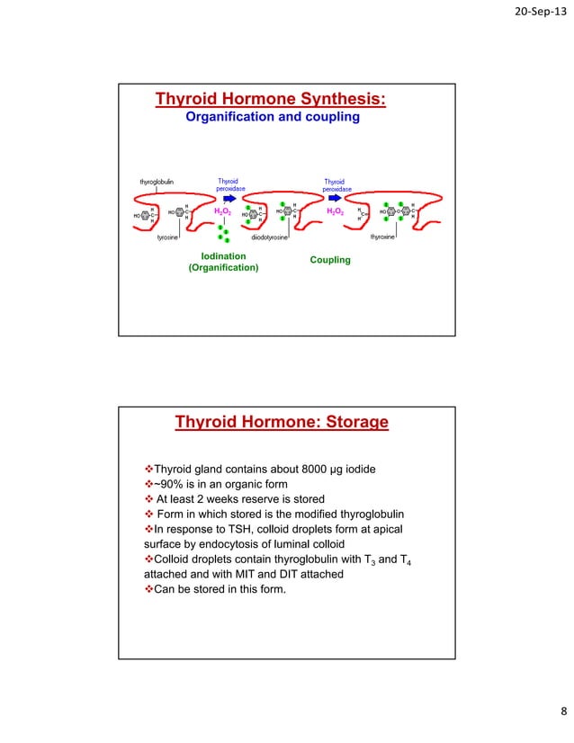 Thyroid hormone | PDF