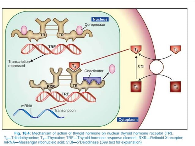 Thyroid hormone by Dr. Anurag Yadav | PPTX | Thyroid Disorders ...