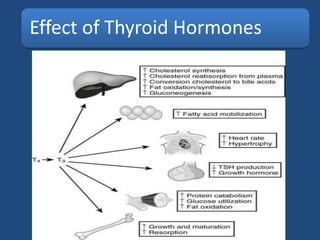 Thyroid hormone by Dr. Anurag Yadav | PPTX