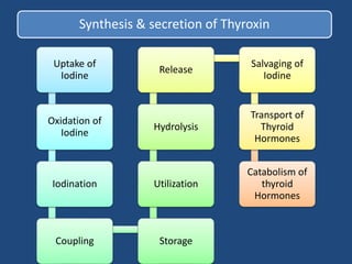 Thyroid hormone by Dr. Anurag Yadav | PPTX