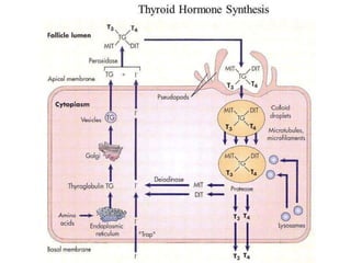 Thyroid hormone by Dr. Anurag Yadav | PPTX