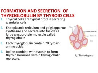 Thyroid hormone | PPT