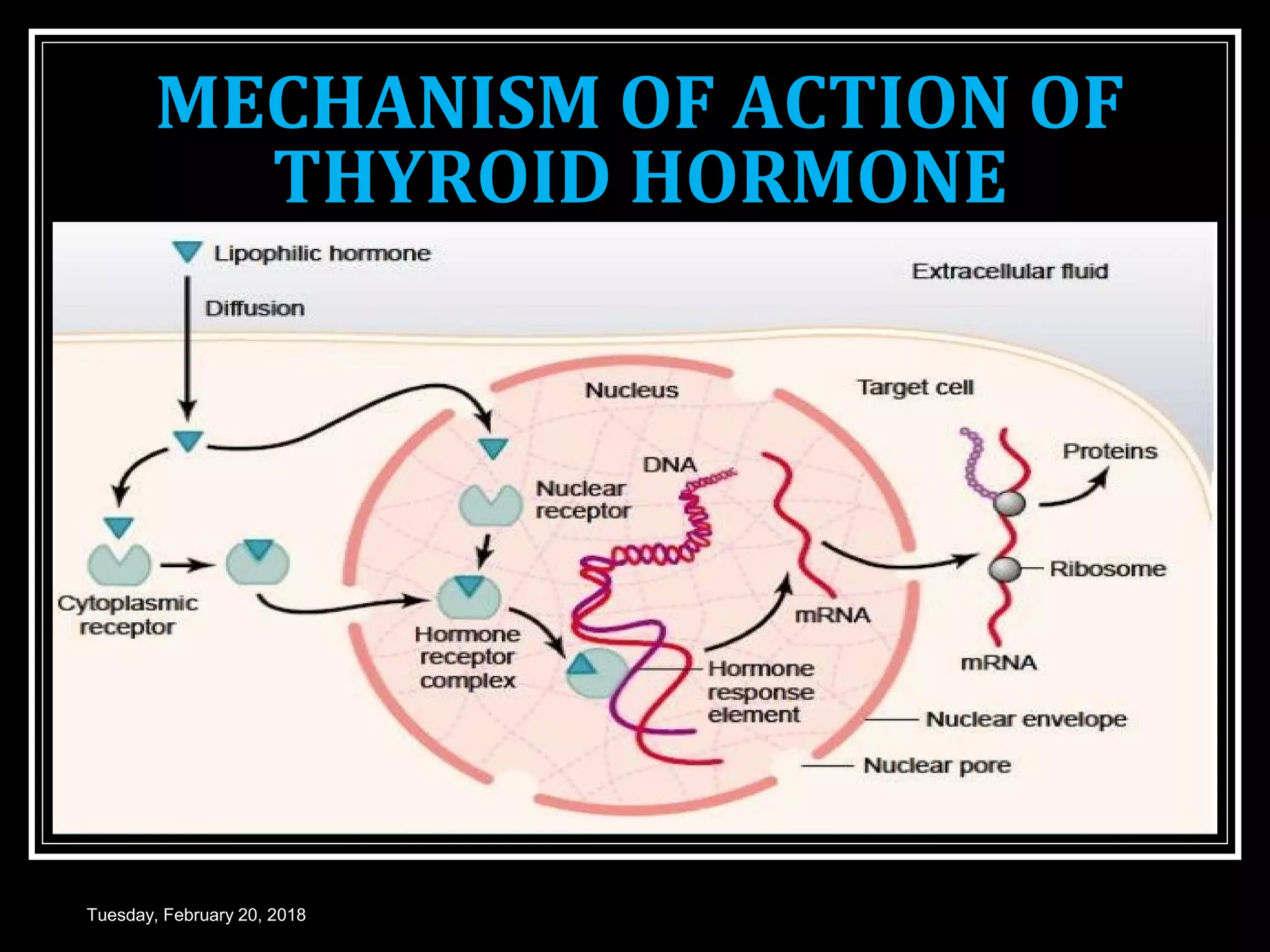 THYROID HORMONE | PPT