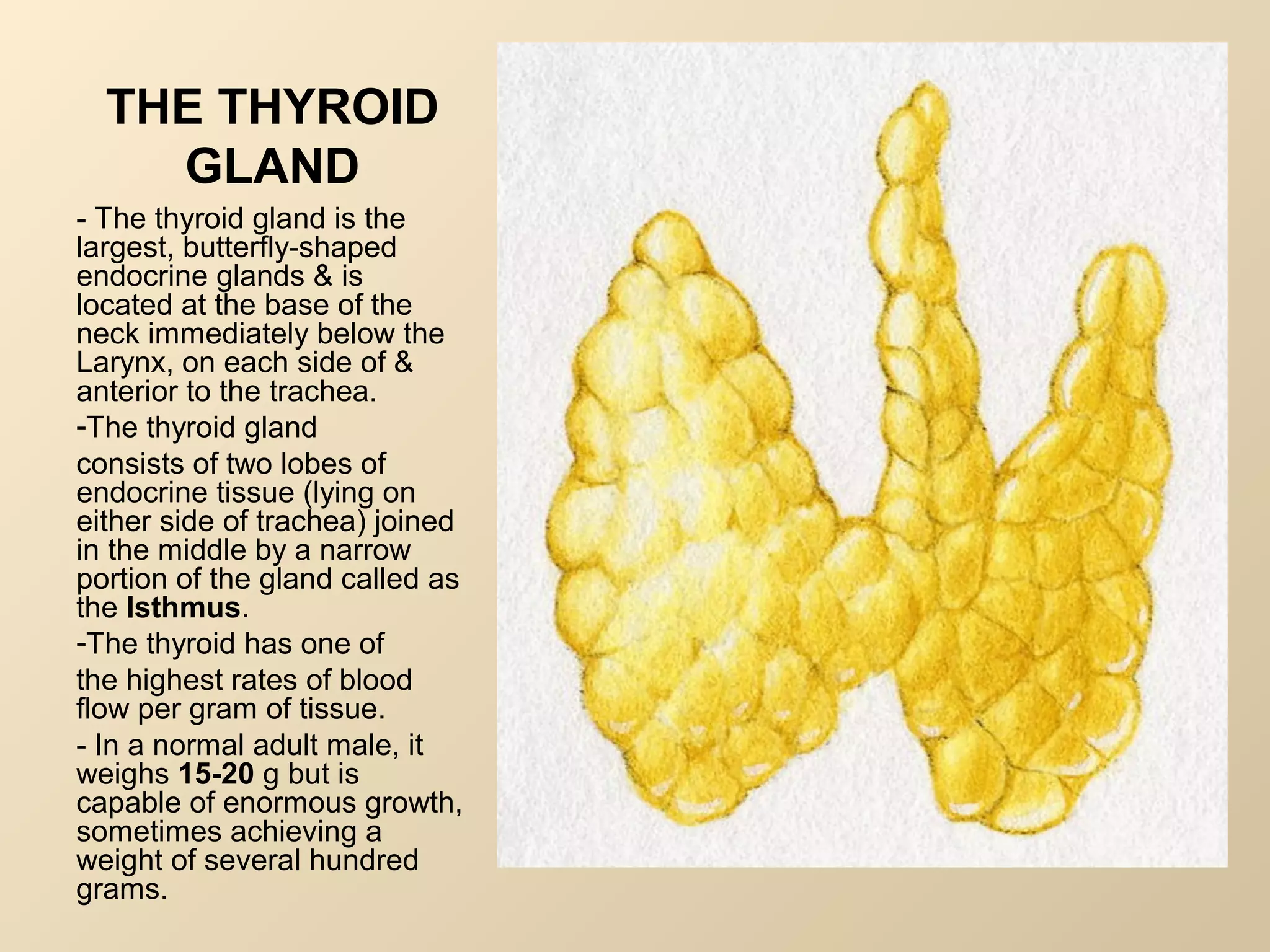 Thyroid hormone and thyroid gland | PPT