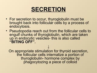 Thyroid hormone and thyroid gland | PPT