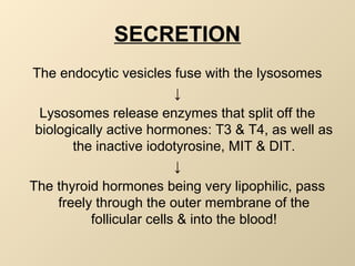 Thyroid hormone and thyroid gland | PPT