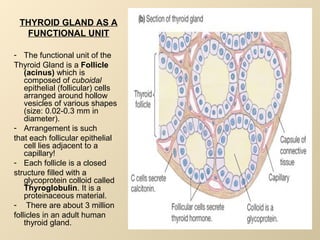 Thyroid hormone and thyroid gland | PPT