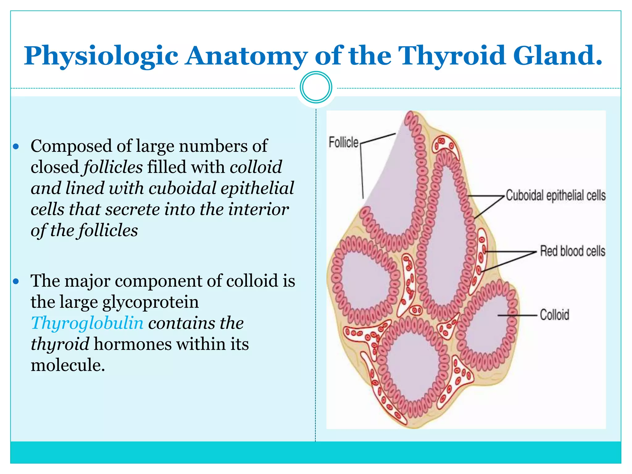 Thyroid hormone (The Guyton and Hall physiology) | PPTX