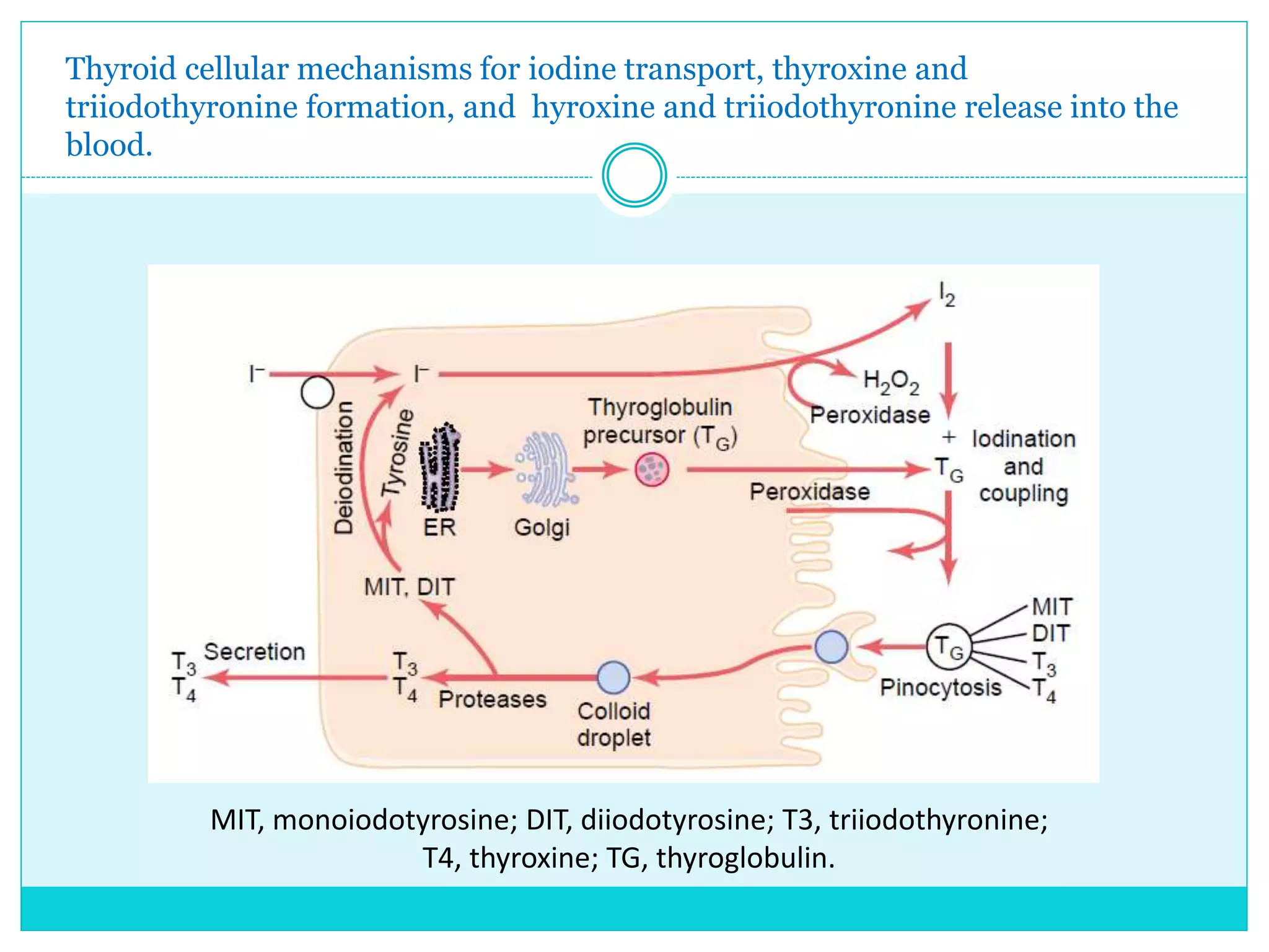 Thyroid hormone (The Guyton and Hall physiology) | PPTX