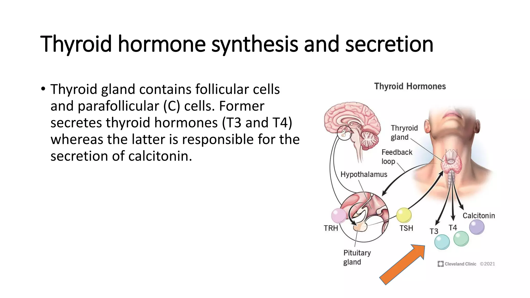 thyroid hormone.pdf