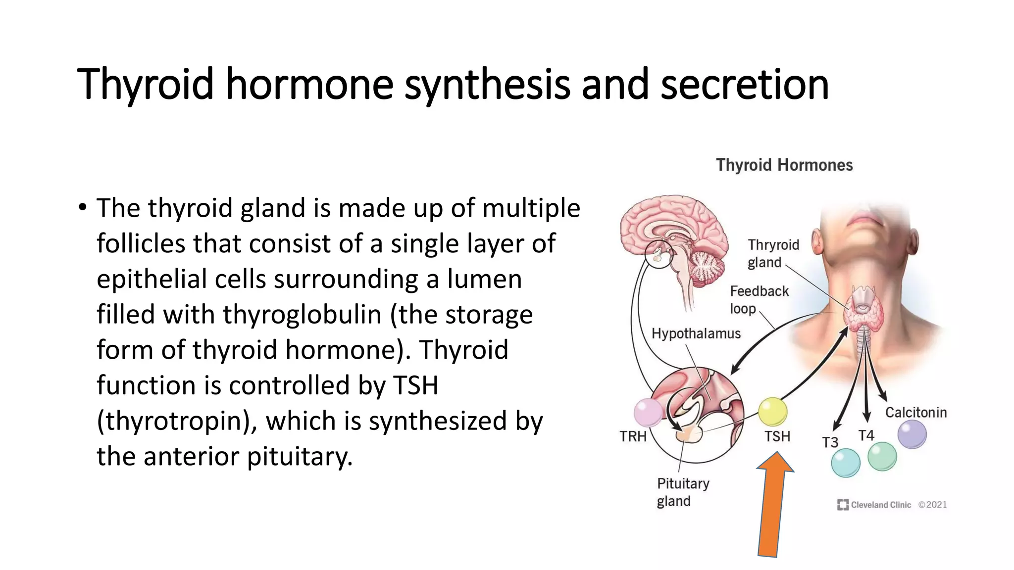 thyroid hormone.pdf