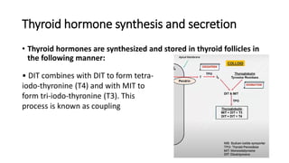 thyroid hormone.pdf