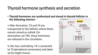 thyroid hormone.pdf