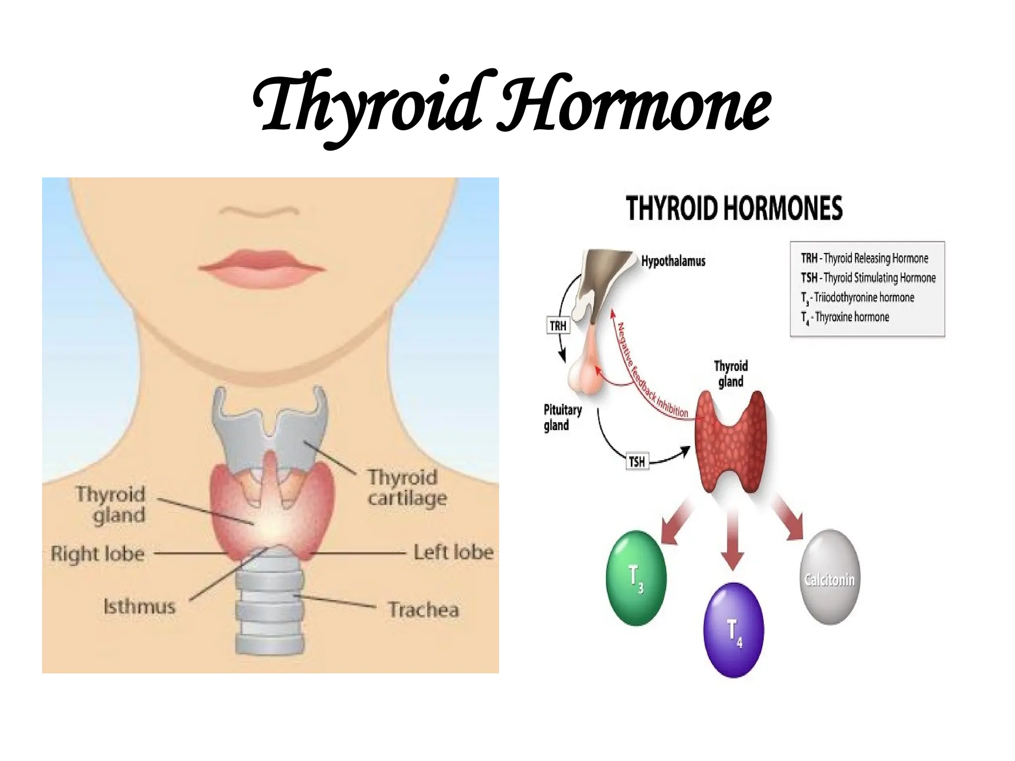 Thyroid Hormone.ppt structure synthesis and functions | PPT