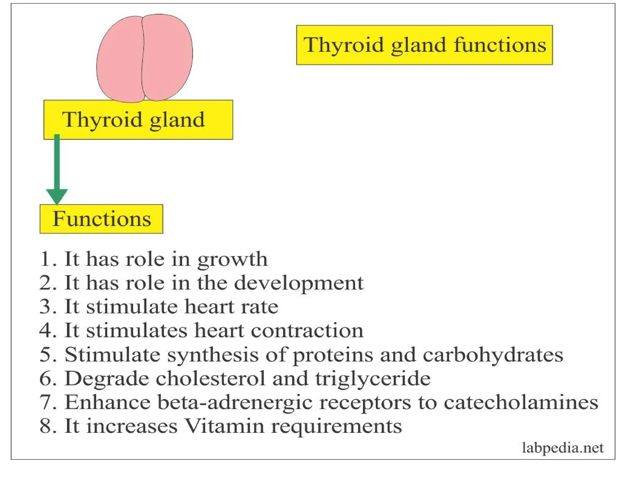Thyroid Hormone.ppt structure synthesis and functions | PPT