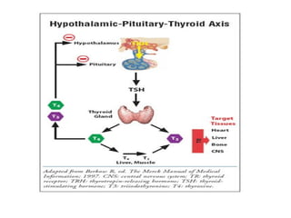 Thyroid Hormone.ppt structure synthesis and functions | PPT