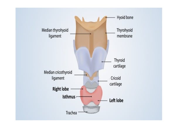 Thyroid Hormone.ppt structure synthesis and functions | PPT