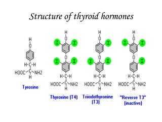 Thyroid Hormone.ppt structure synthesis and functions | PPT