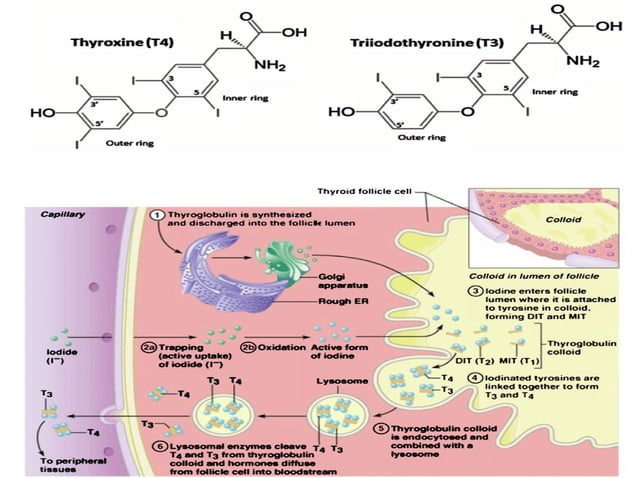 Thyroid Hormone.ppt structure synthesis and functions | PPT Thyroid Hormone.ppt structure synthesis and functions | PPT