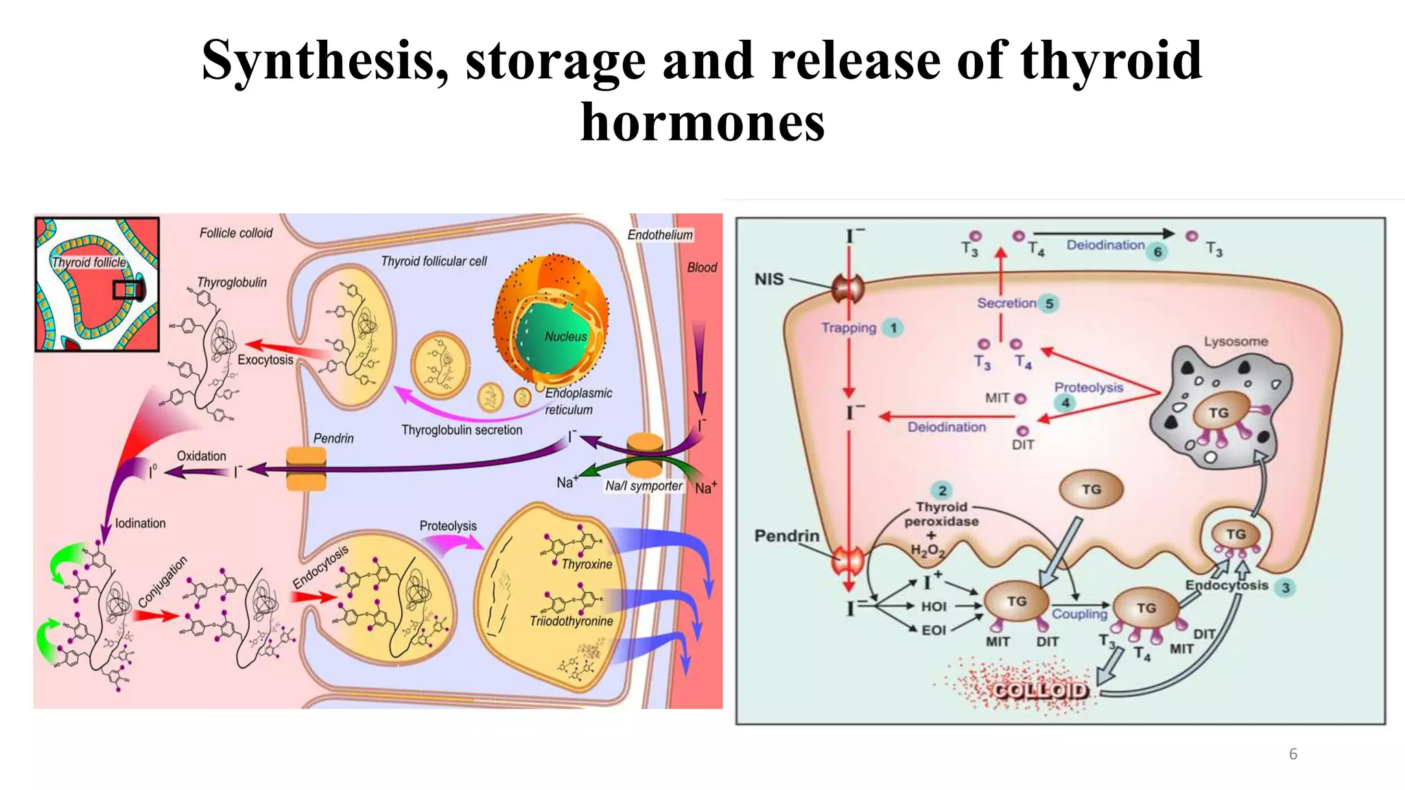 Thyroid hormone and anti thyroid drugs | PPTX