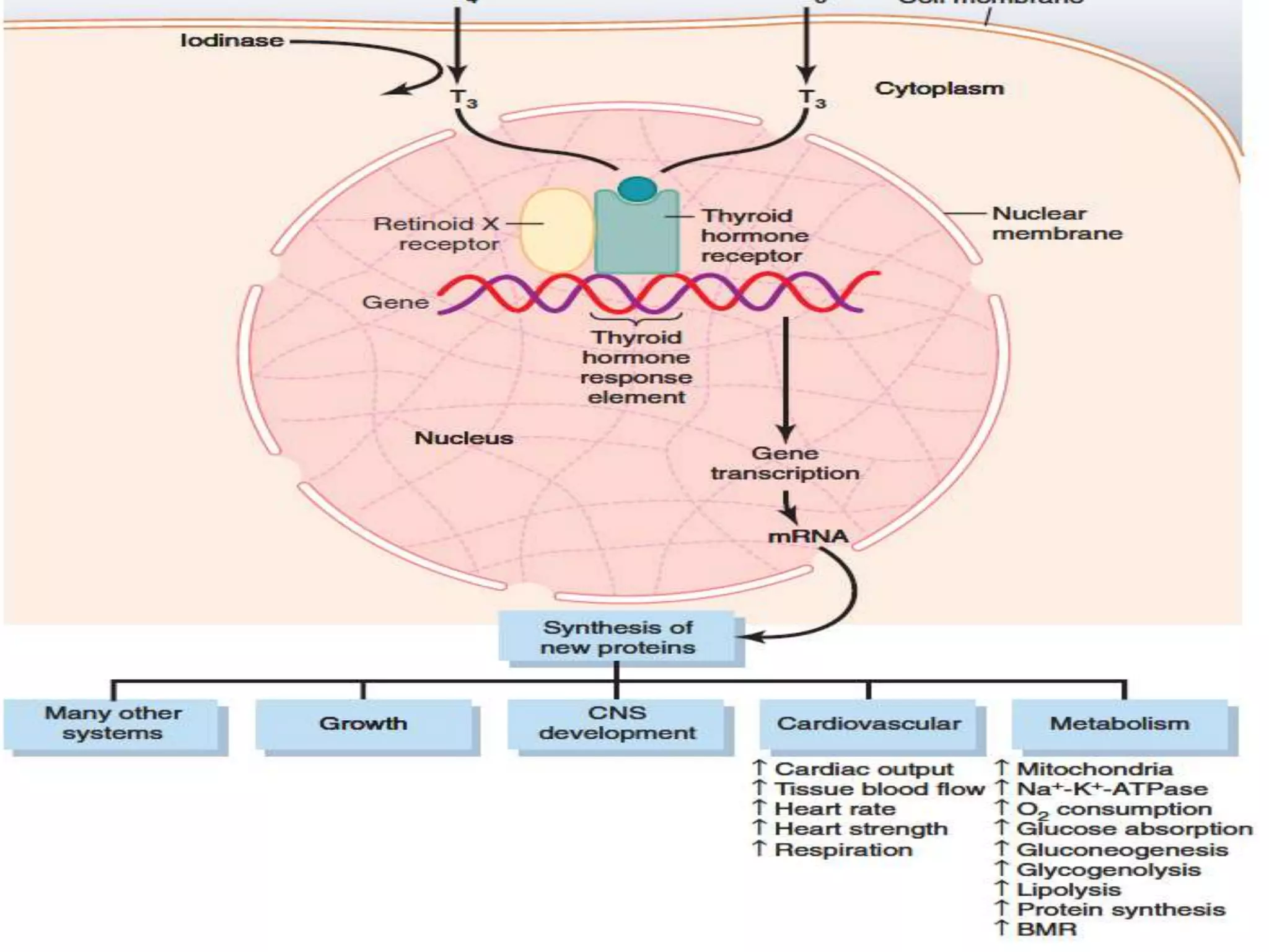 Functions of Thyroid hormone | PPT