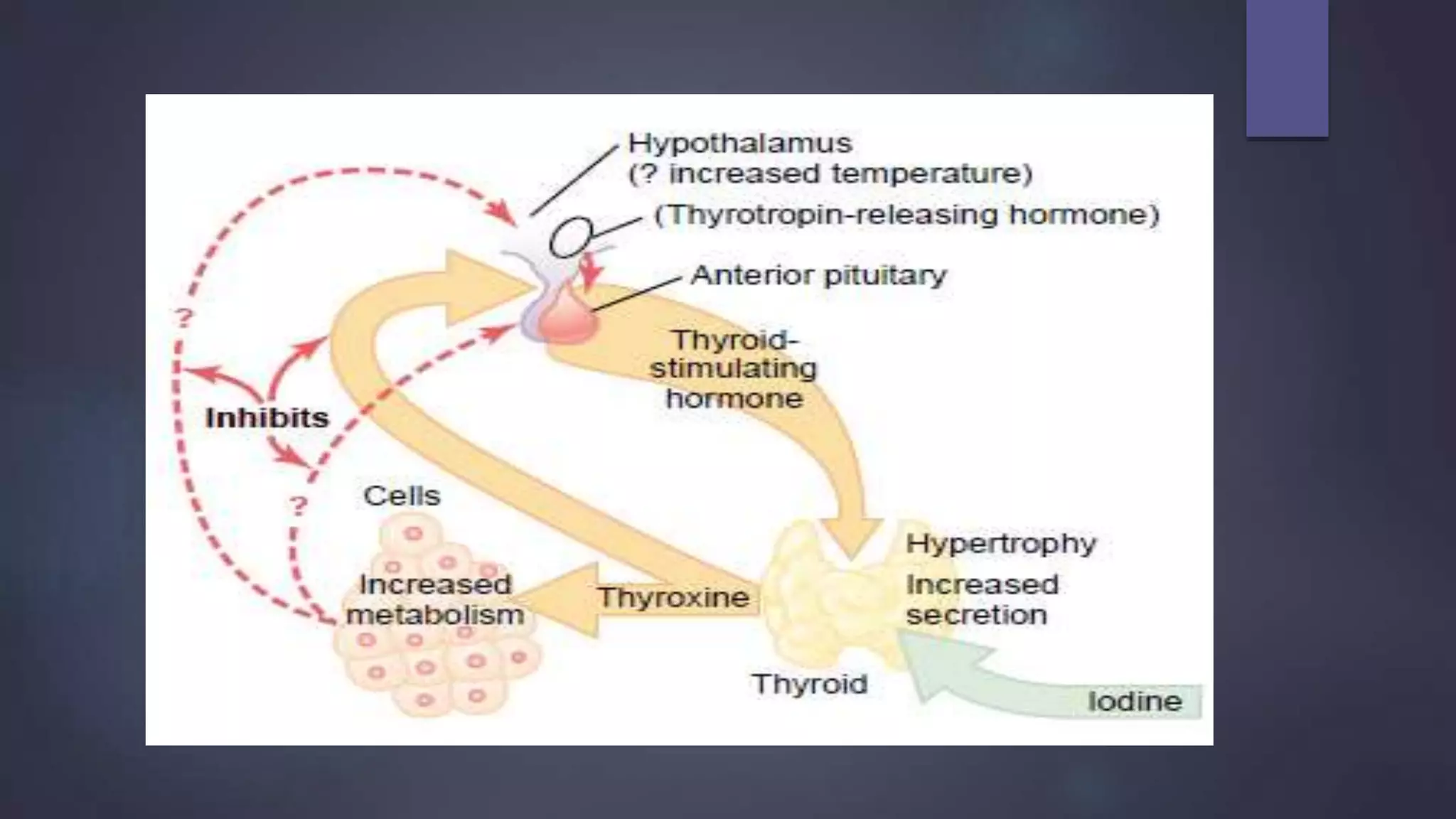Thyroid hormone (mode of action) | PPTX