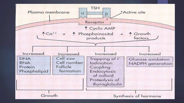 Thyroid hormone (mode of action) | PPTX | Thyroid Disorders | Endocrine ...