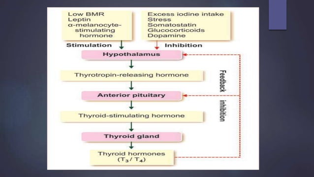 Thyroid hormone (mode of action) | PPTX | Thyroid Disorders | Endocrine ...