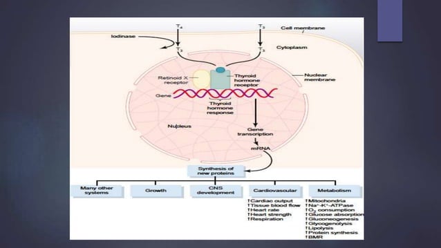 Thyroid hormone (mode of action) | PPTX | Thyroid Disorders | Endocrine ...
