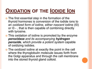 Thyroid gland and Thyroid hormone Physiology ppt | PPT