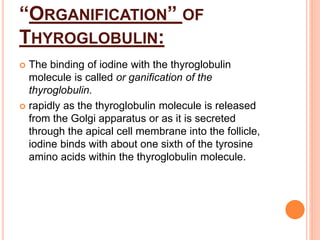 Thyroid gland and Thyroid hormone Physiology ppt | PPTX