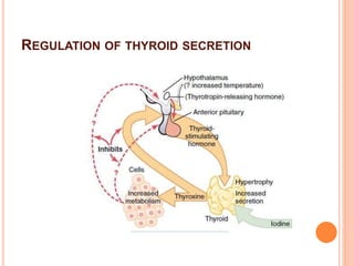 Thyroid gland and Thyroid hormone Physiology ppt | PPT