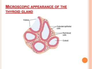 Thyroid gland and Thyroid hormone Physiology ppt | PPTX