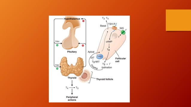 Thyroid hormones: Clinical and Biochemical Insight | PDF