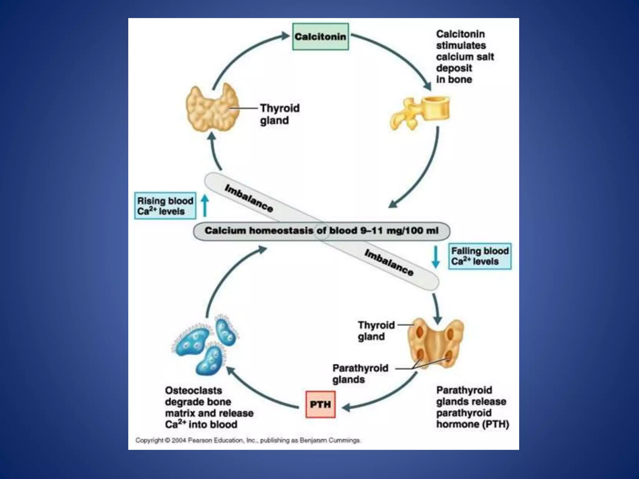 Thyroid hormones.pptx