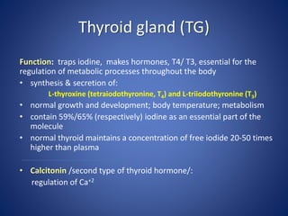 Thyroid hormones.pptx | Thyroid Disorders | Endocrine and Metabolic Diseases
