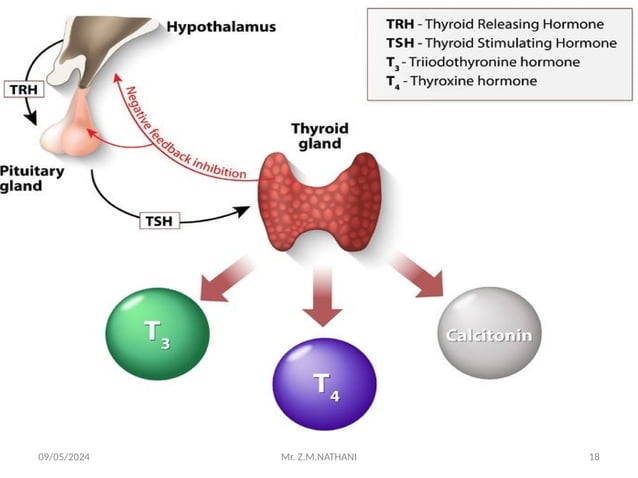 Thyroid Hormones Analogues and Their Inhibitors.pptx | Thyroid Disorders | Endocrine and ...