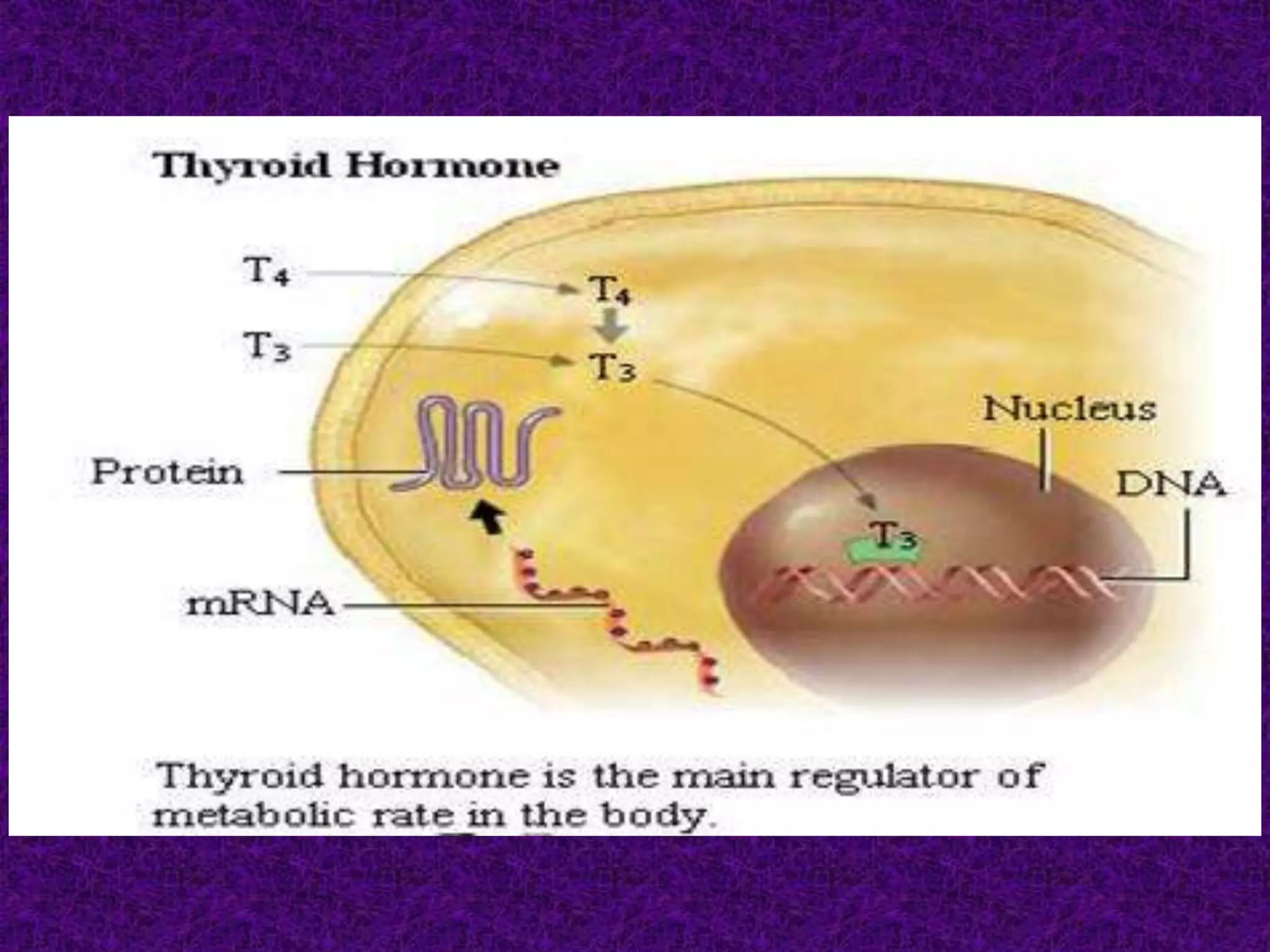 Thyroid hormones and Anti-thyroid drugs PROF SATYA 2020 | PPT