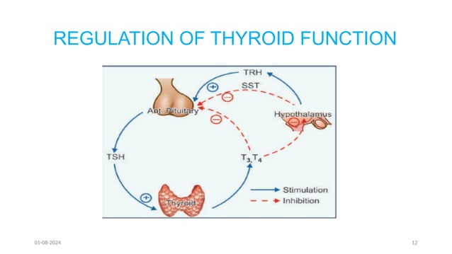 THYROID HORMONES AND THYROID INHIBITORS.pptx