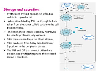 Thyroid Hormones Females | PPT