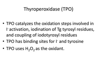 Thyroid hormone synthesis | PPT