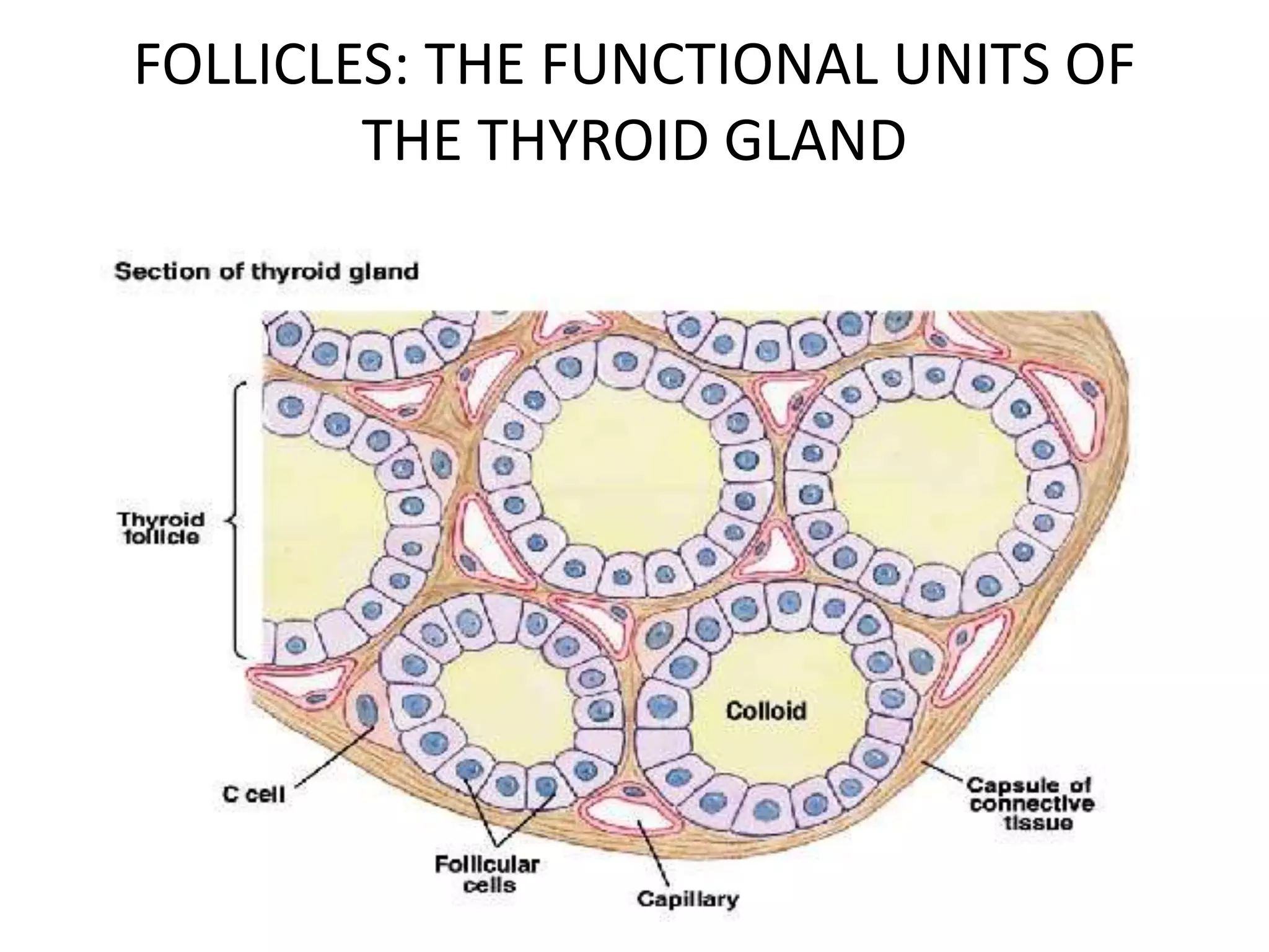 Thyroid hormone synthesis | PPT
